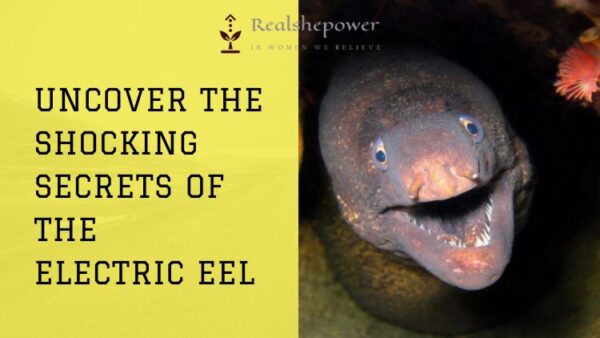 Did You Know? The Electric Eel Can Generate Shocks Stronger Than A Taser