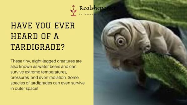 Tardigrades - The Ultimate Survivors Of The Animal Kingdom